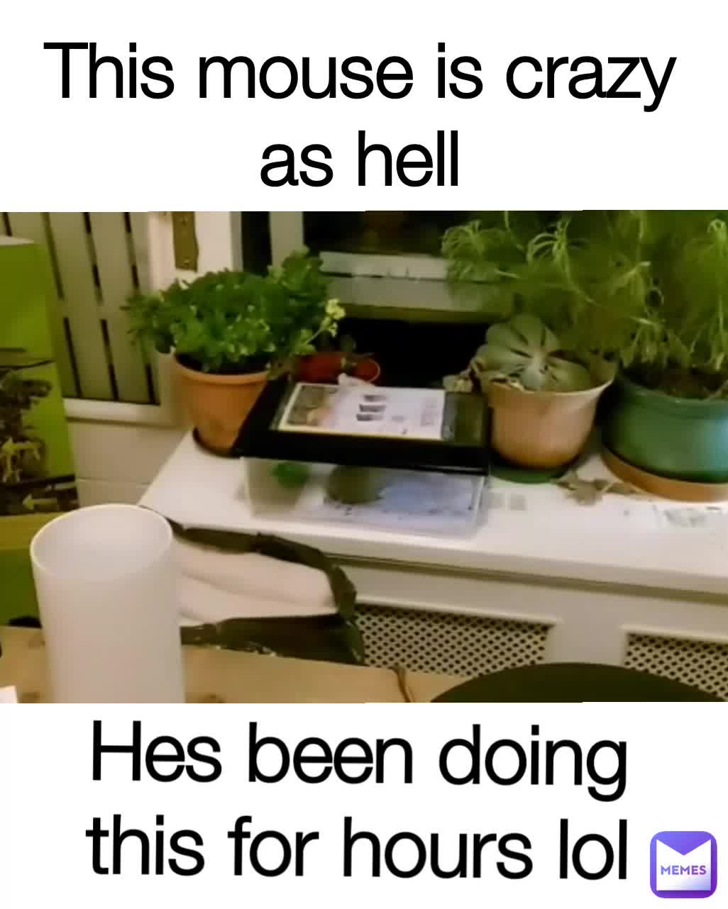 Hes been doing this for hours lol This mouse is crazy as hell ...