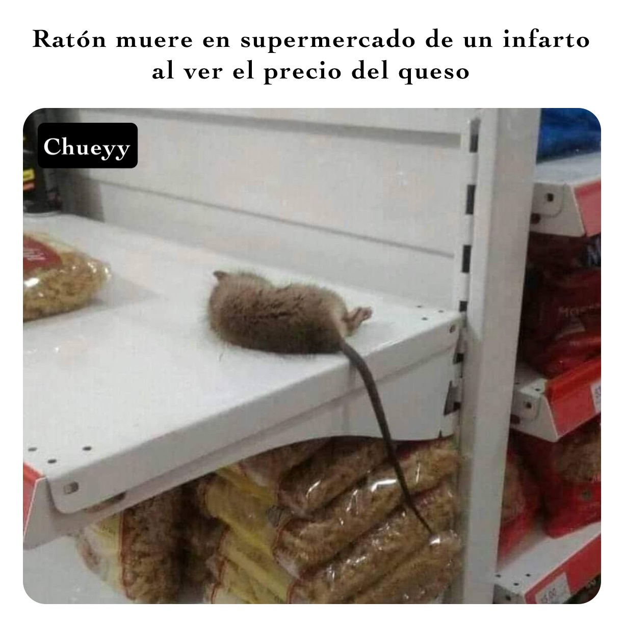 Ratón muere en supermercado de un infarto al ver el precio del queso ...