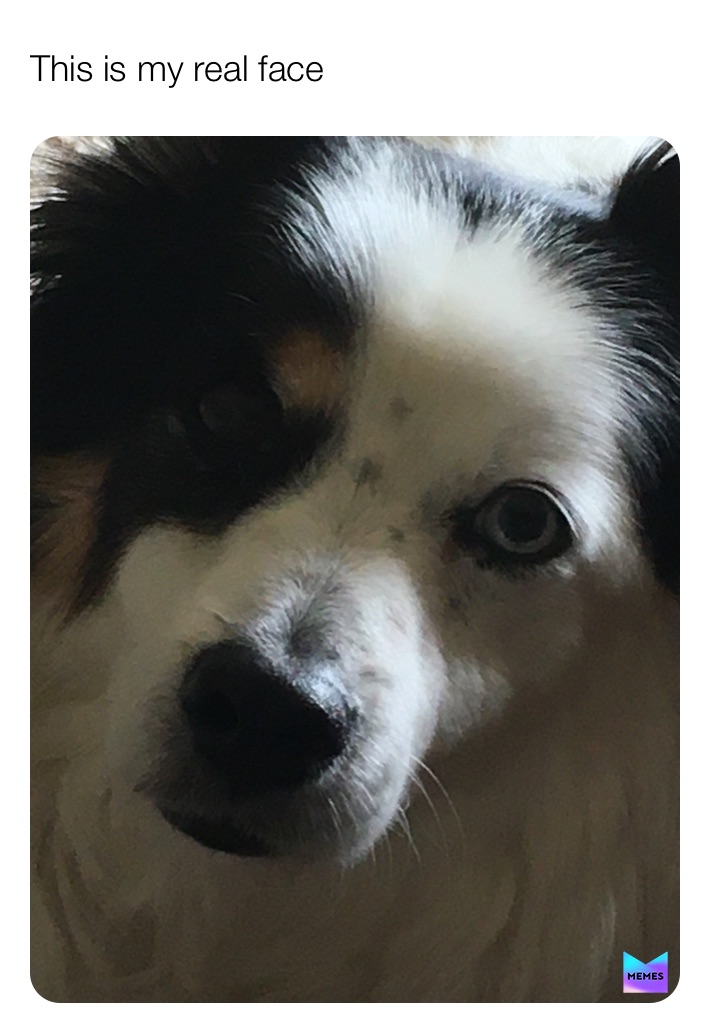 Post by @fluffy_doge | Memes