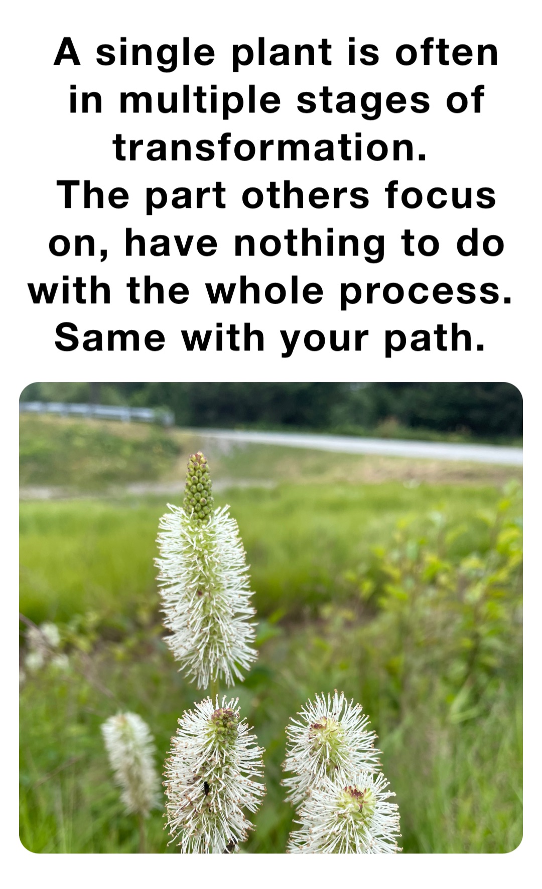 A single plant is often in multiple stages of transformation. The part ...