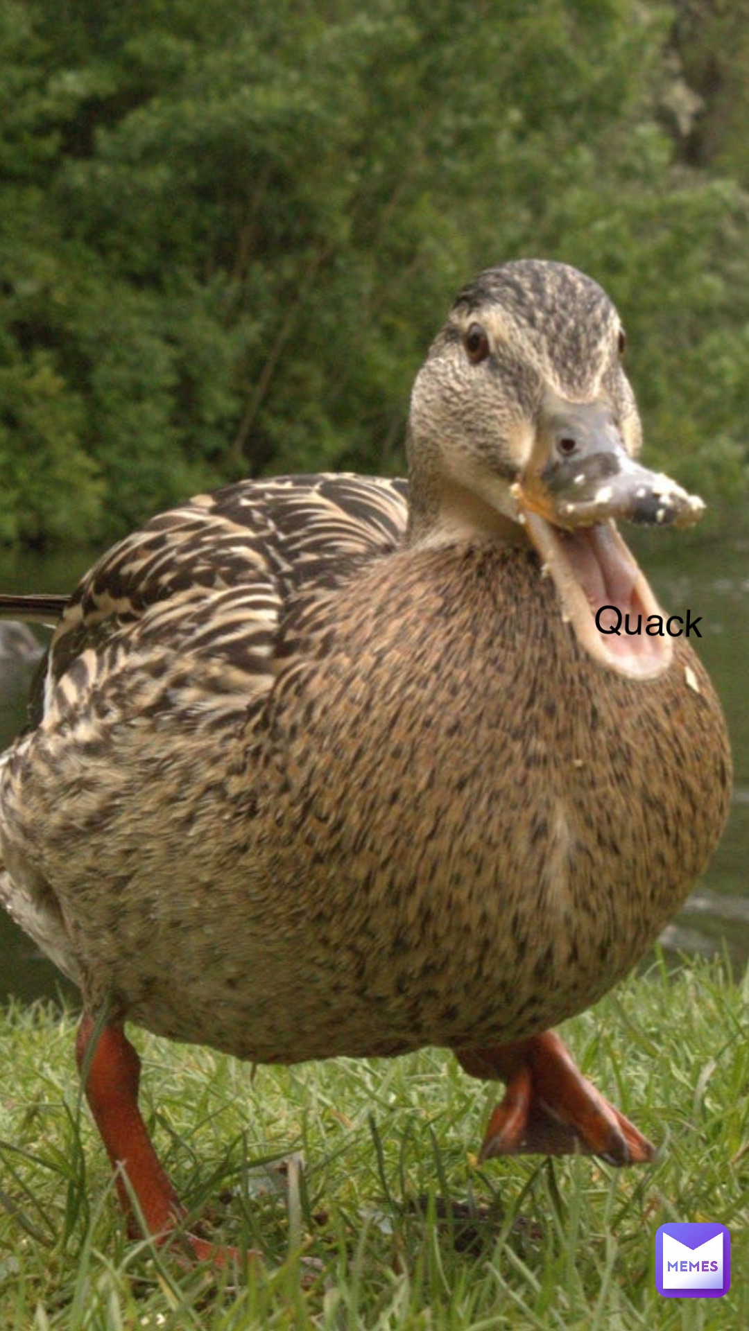 Quack Quack | @PizzaPineapple | Memes