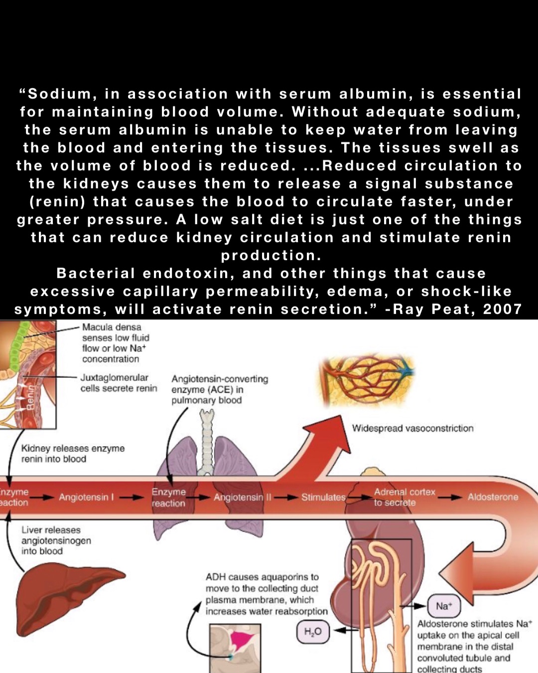 “Sodium, in association with serum albumin, is essential for ...