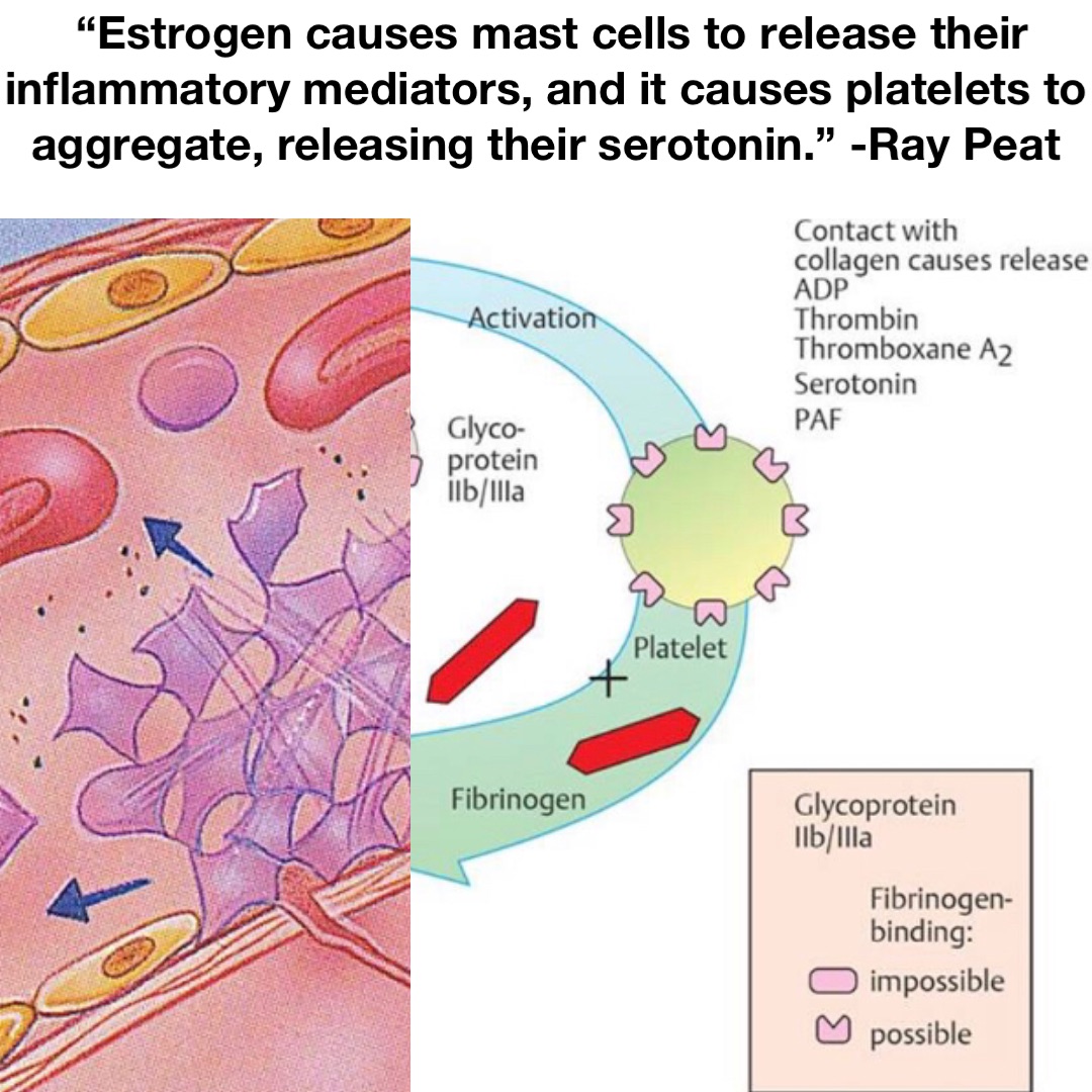 “Estrogen causes mast cells to release their inflammatory mediators ...
