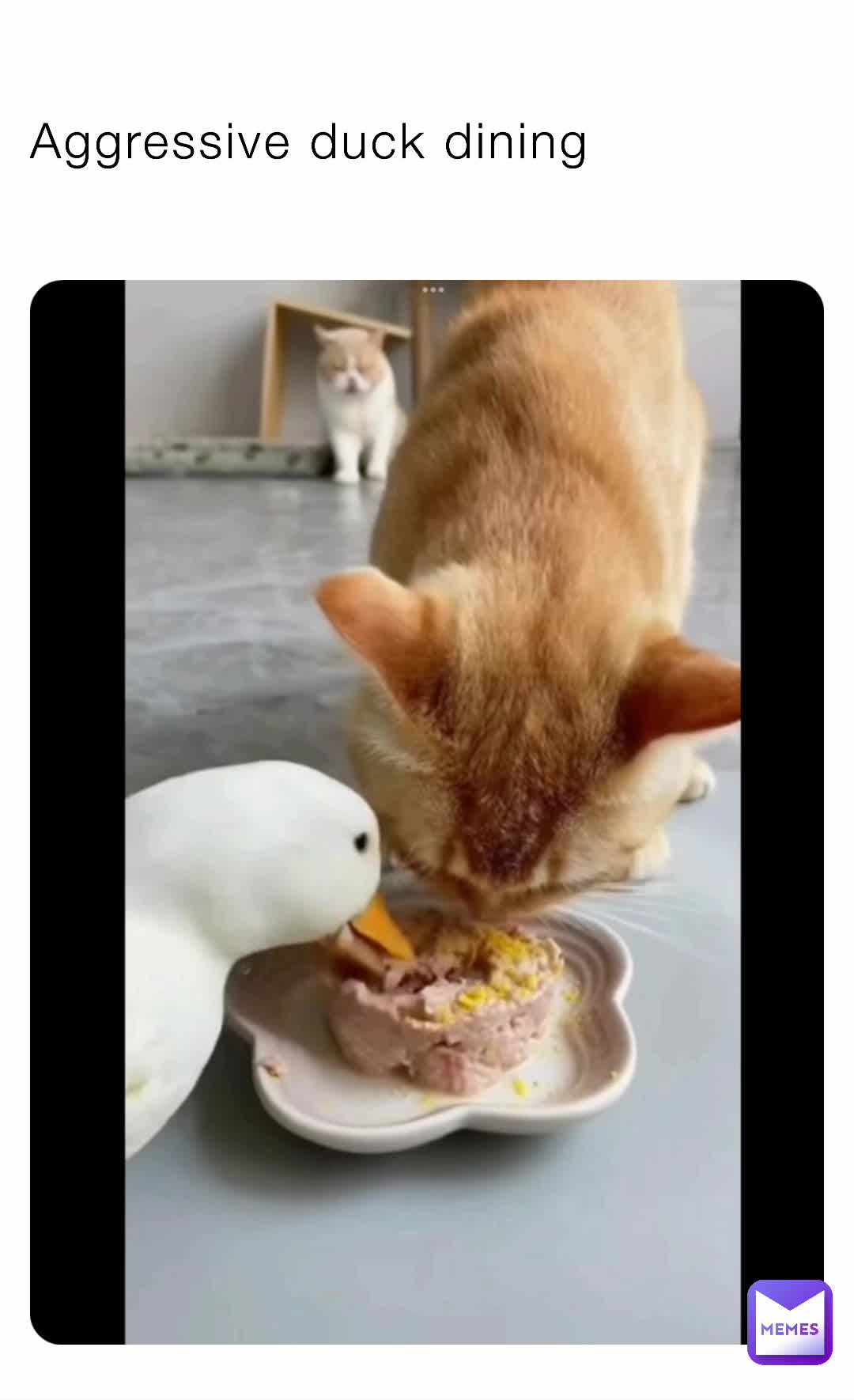 Aggressive duck dining | @biggi_boi | Memes