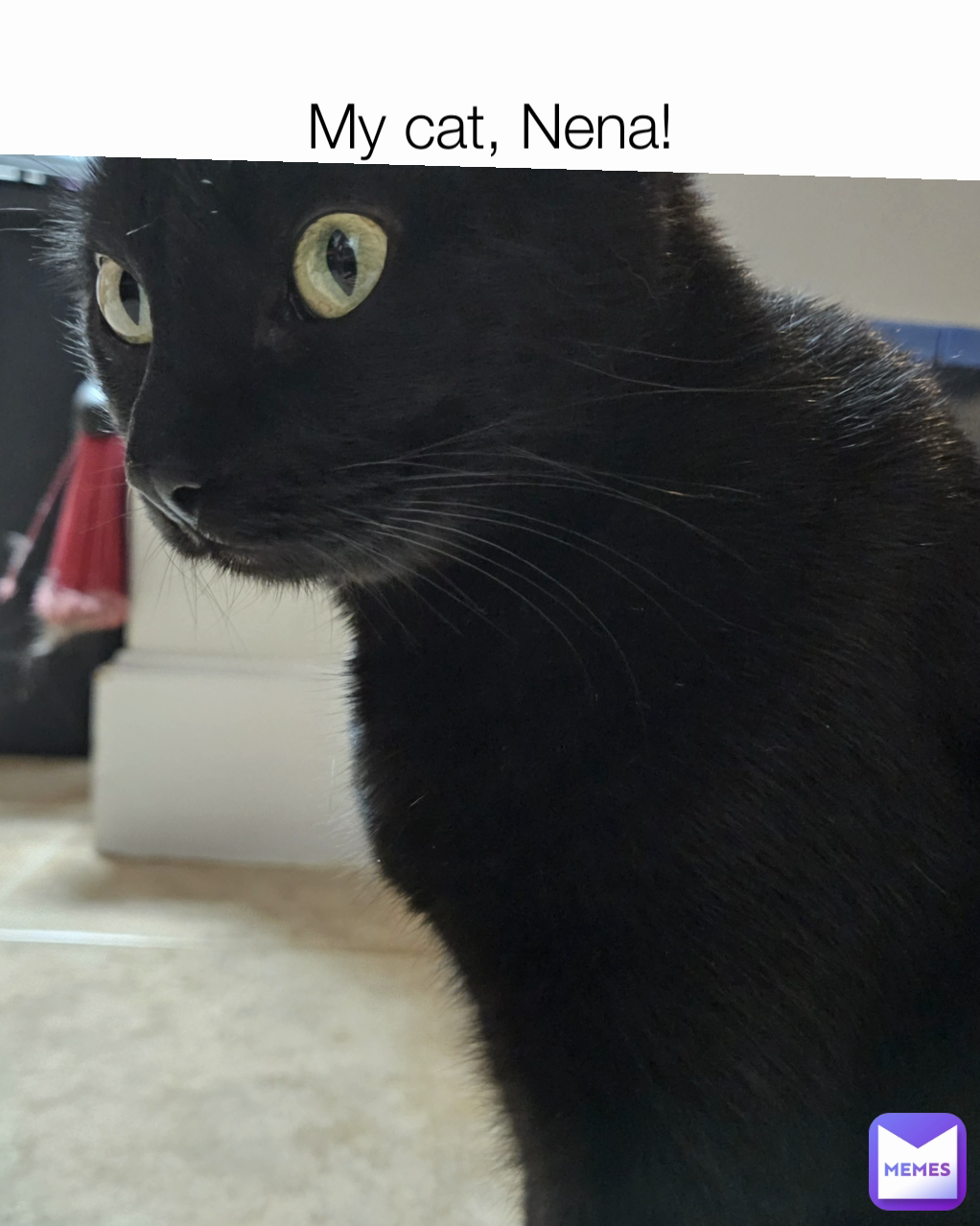 My cat, Nena! | @Snackinonsnacks | Memes