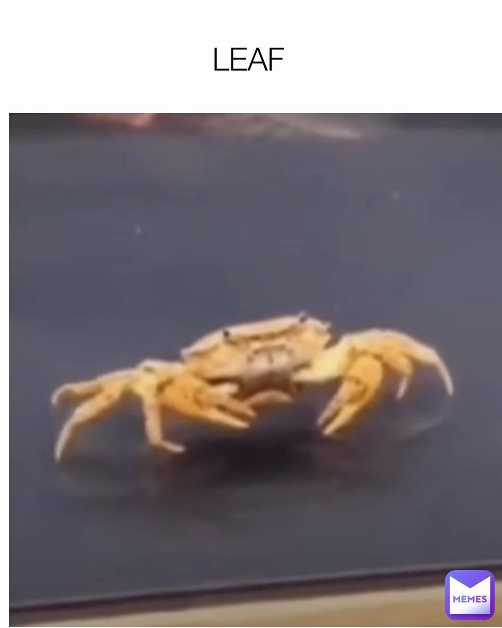 LEAF | @Snackinonsnacks | Memes