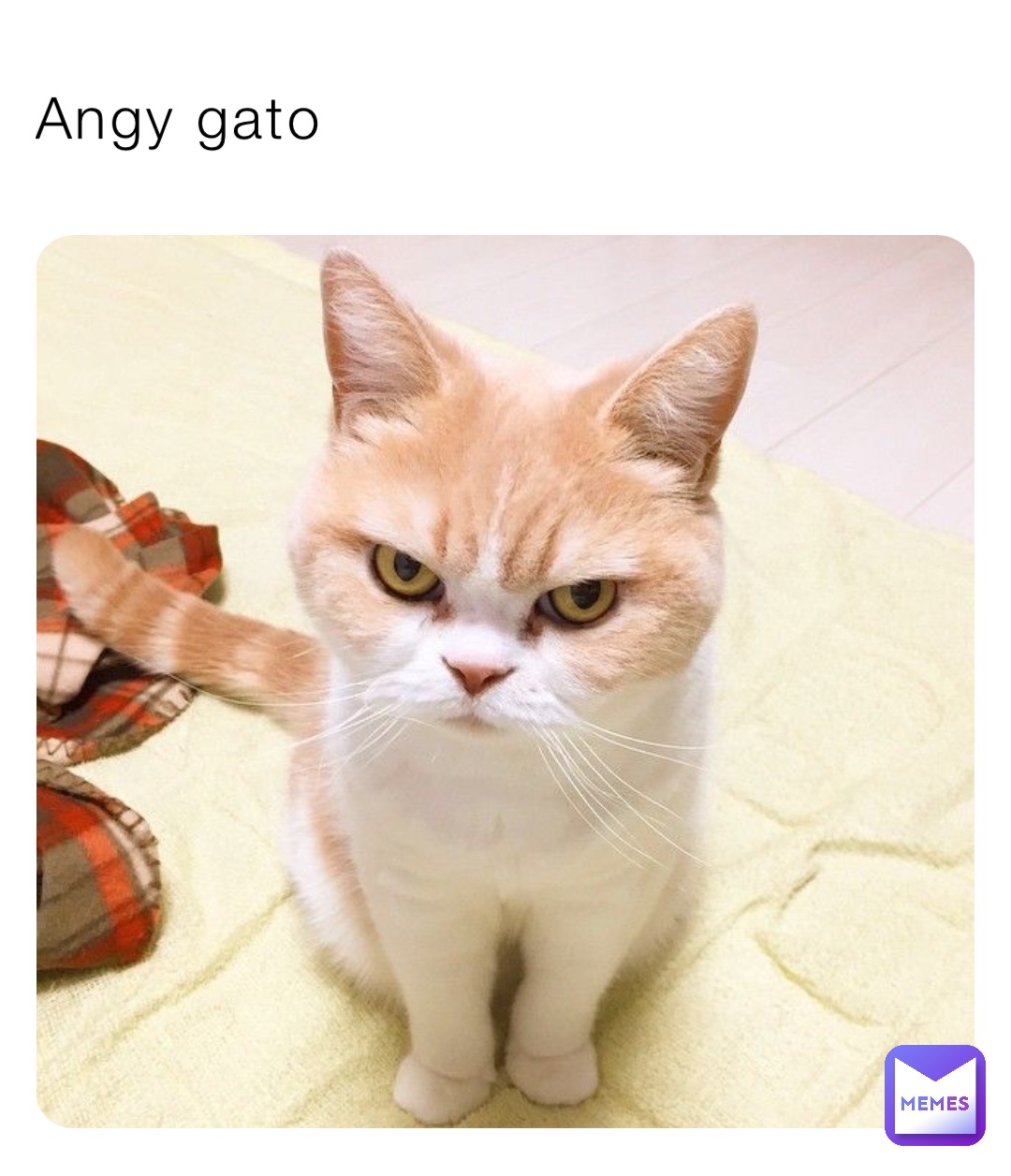 Angy gato | @nerfmaster | Memes
