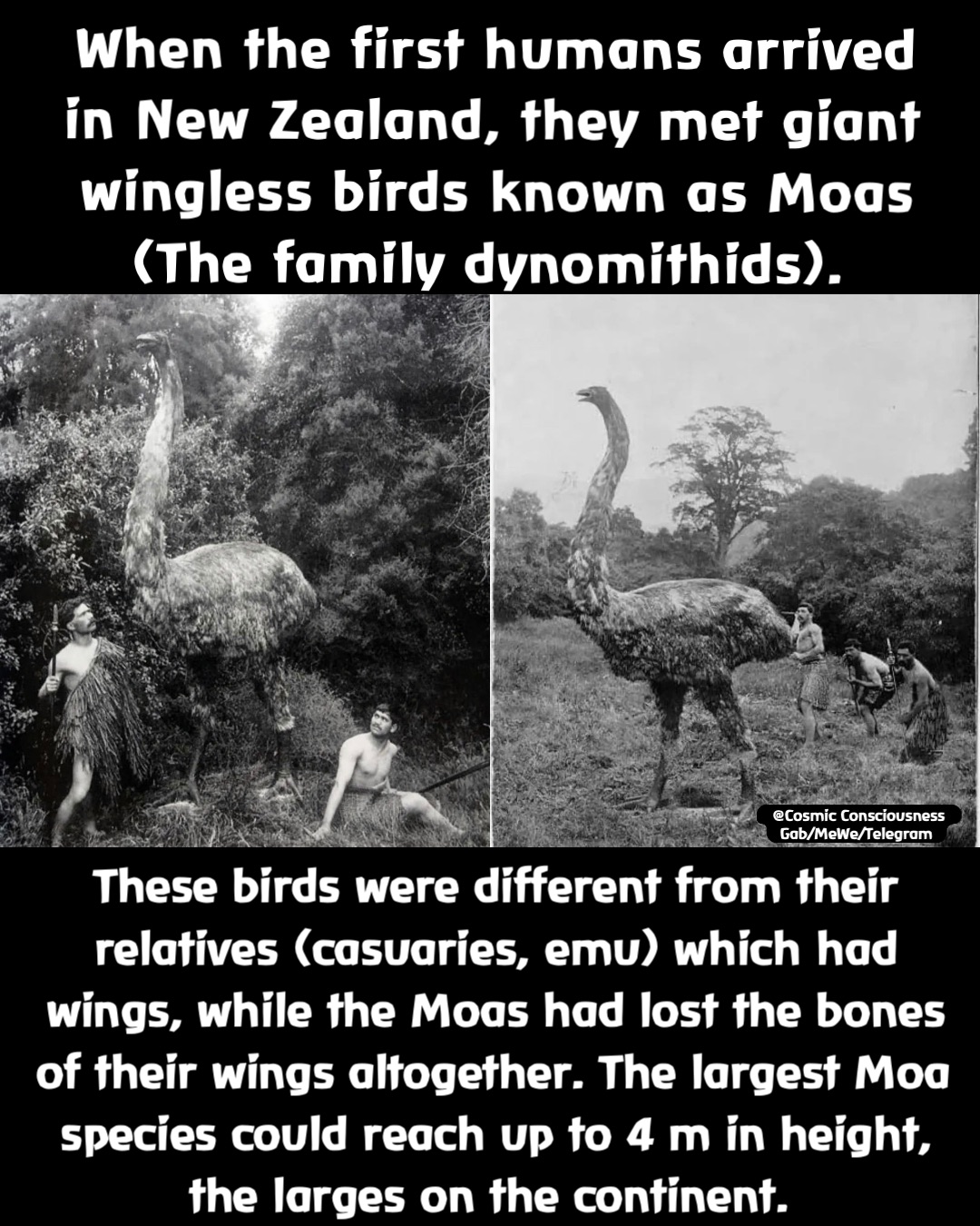 When the first humans arrived in New Zealand, they met giant wingless ...