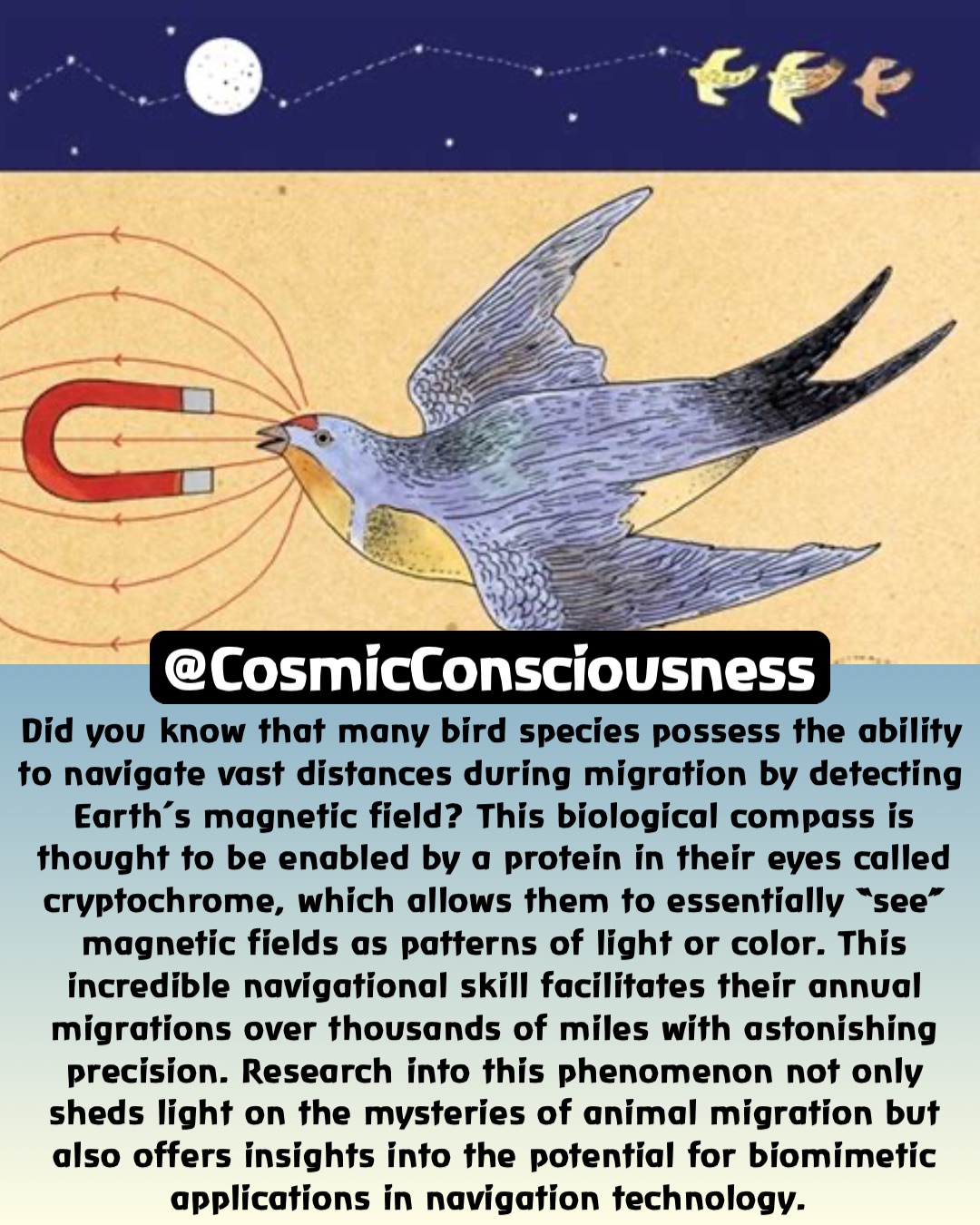 Did you know that many bird species possess the ability to navigate ...