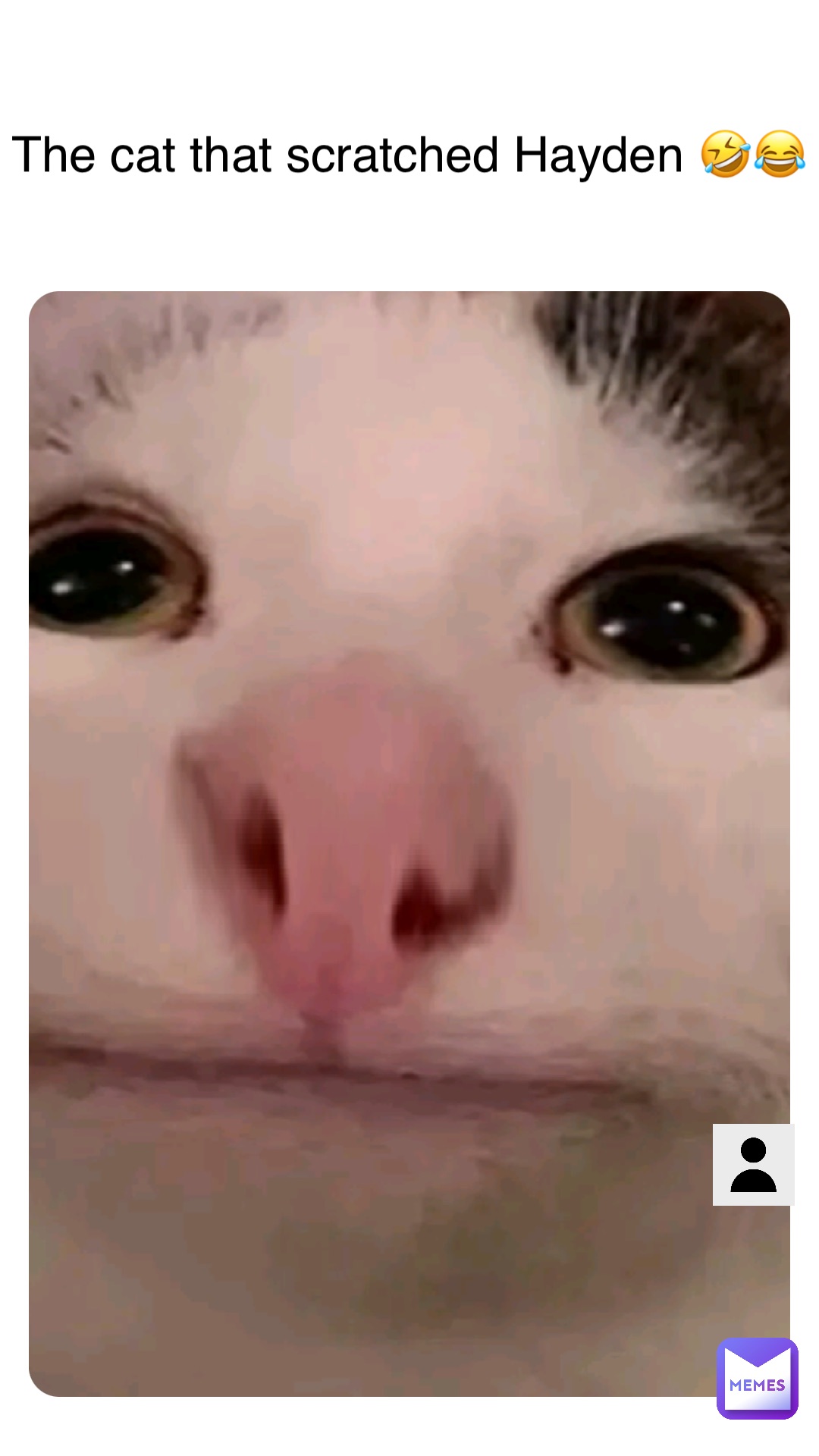 Double tap to edit The cat that scratched Hayden 🤣😂 | @thegreengoat | Memes