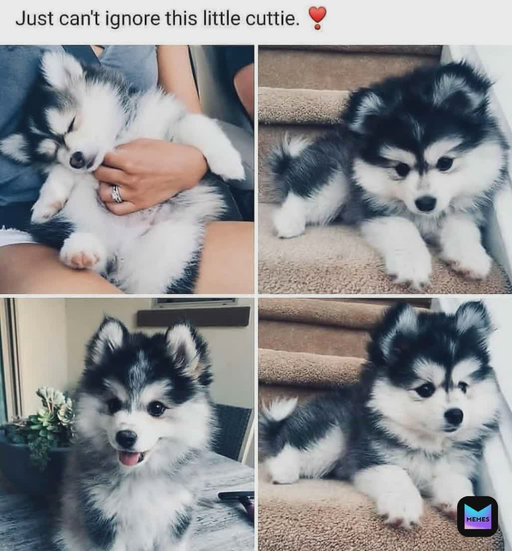 Post by @MeMes_Crunches | Memes