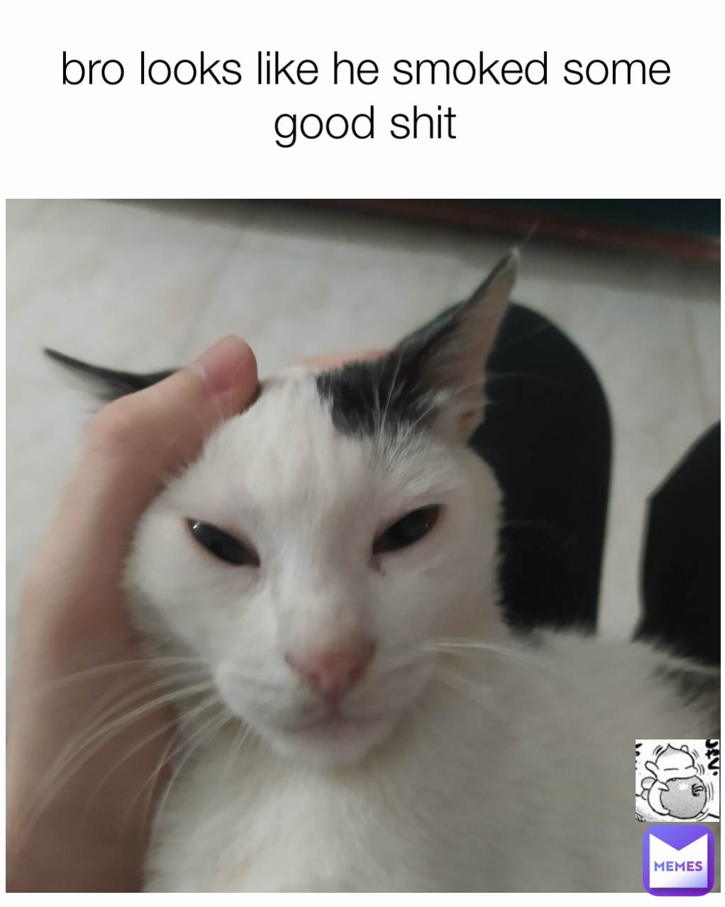 Well Shit Cat