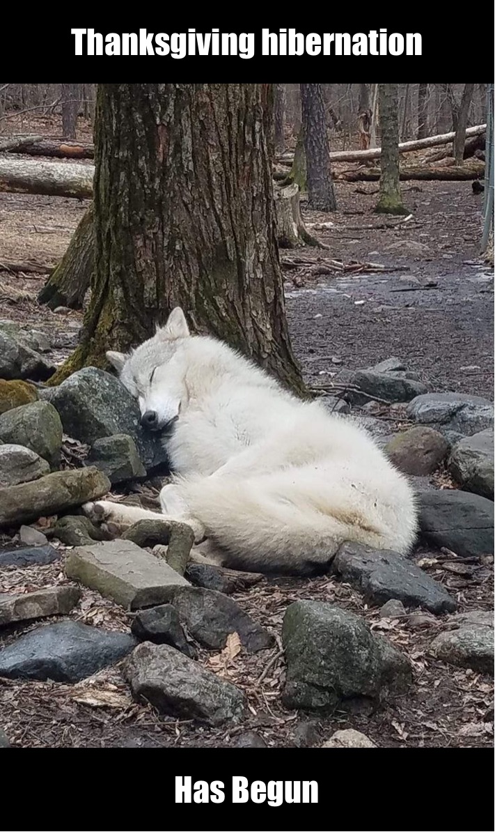 Post by @Lone_wolf_ | Memes