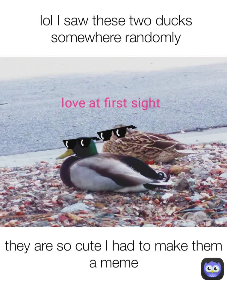 they are so cute I had to make them a meme lol I saw these two ducks ...