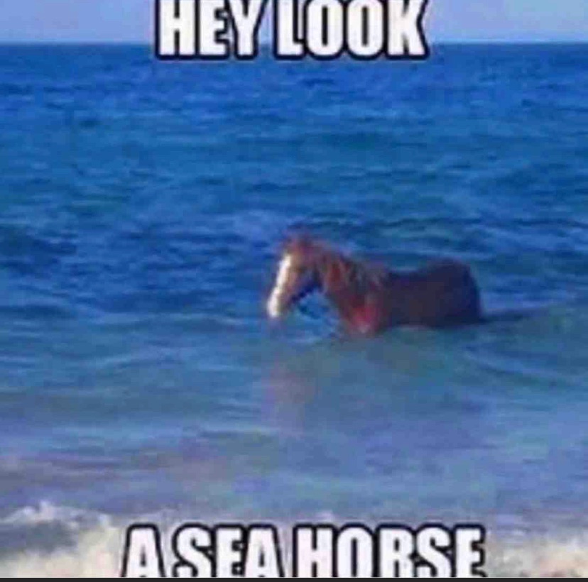 Post by @sheeeeeeeesh | Memes