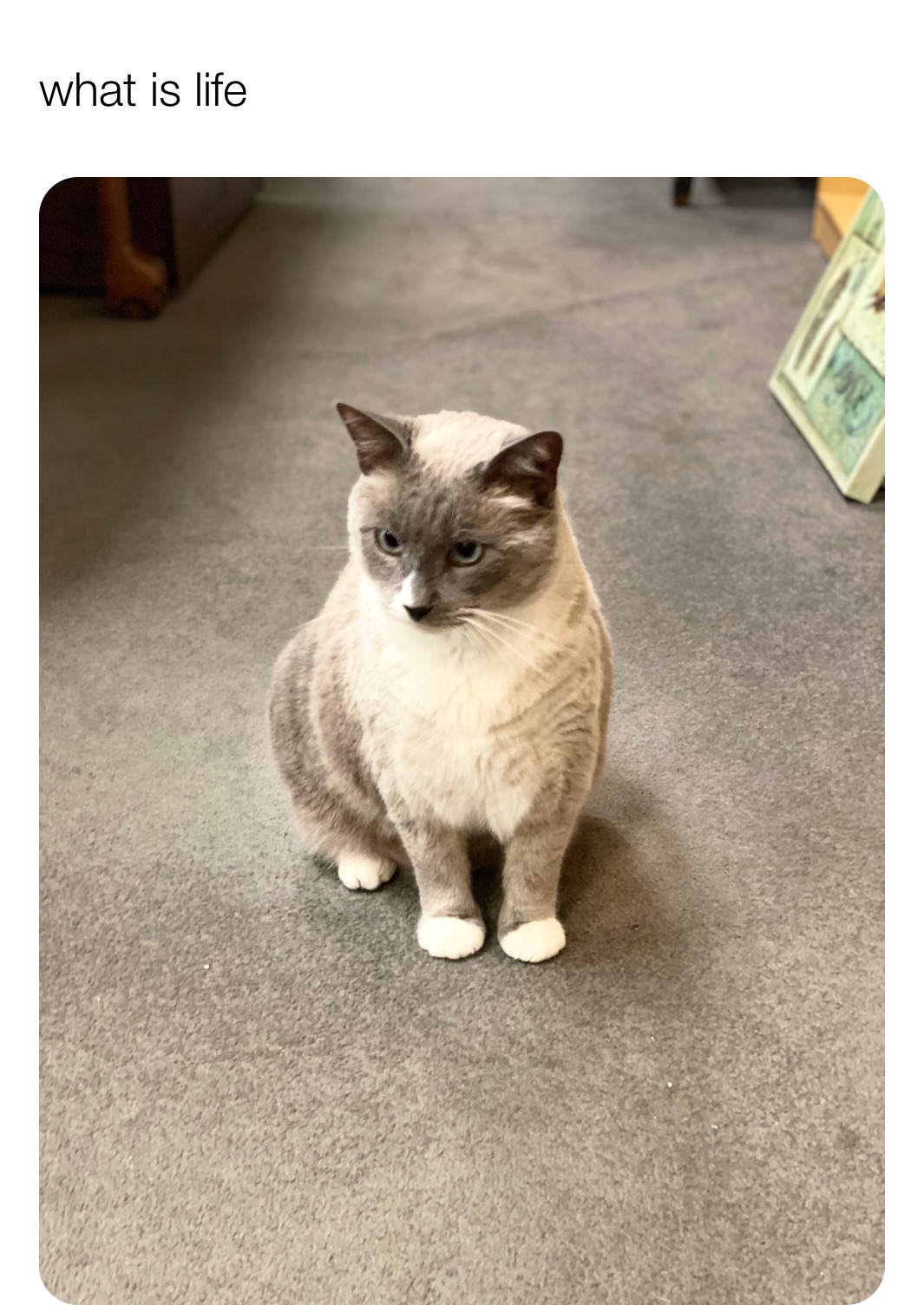 Post by @elazarwells | Memes