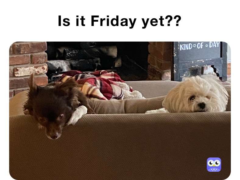 Is It Friday Yet Dog