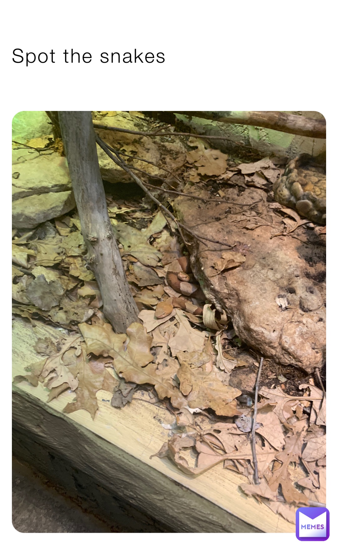 Spot the snakes | @DashyX | Memes