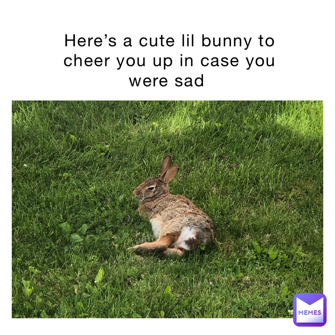 Sad Bunny Memes