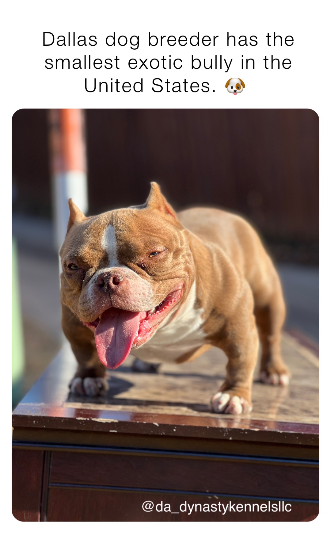 Dallas dog breeder has the smallest exotic bully in the United States ...