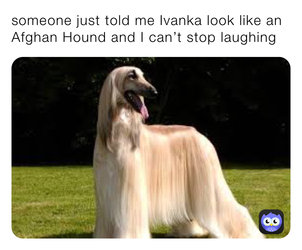someone just told me Ivanka look like an Afghan Hound and I can’t stop ...