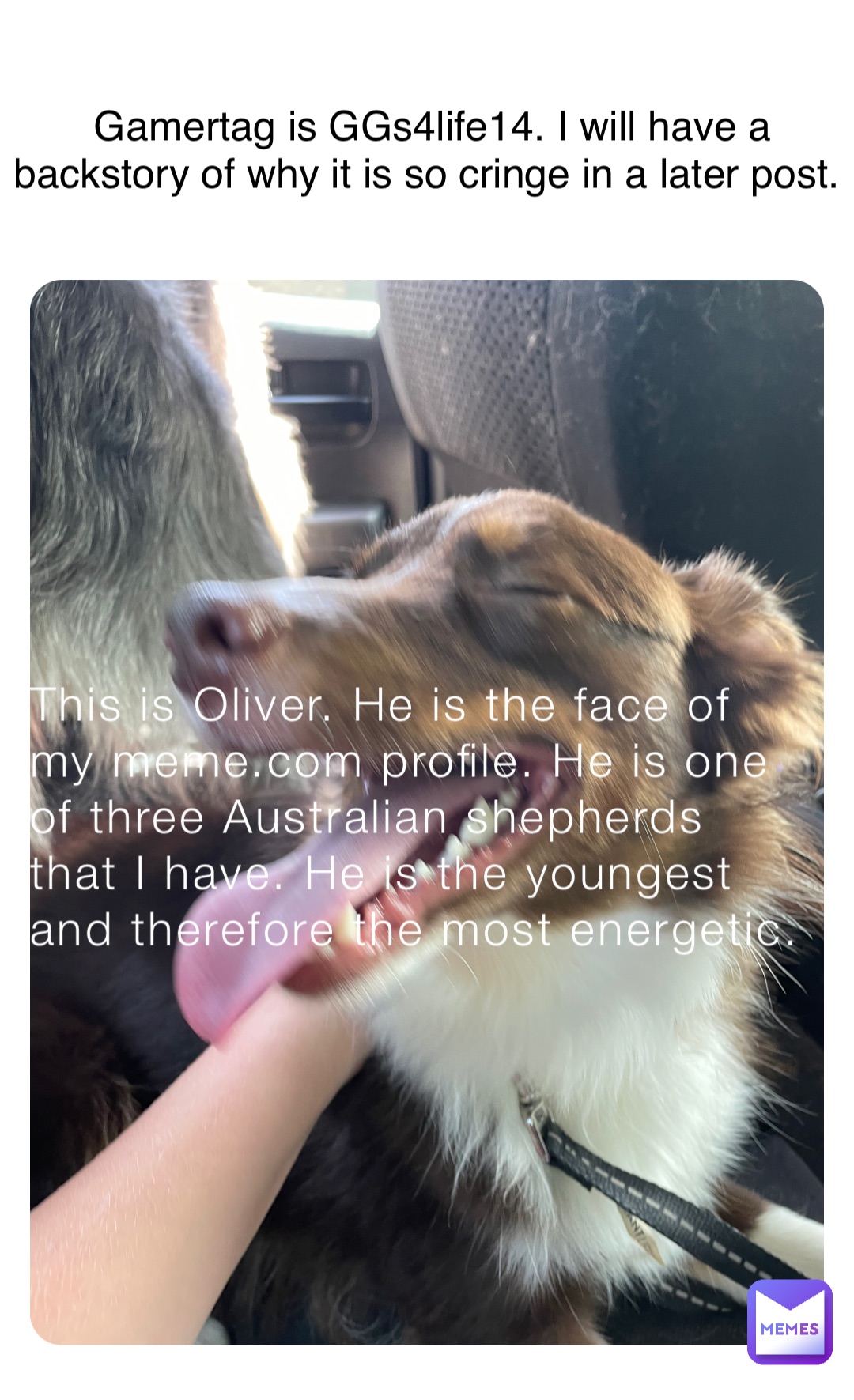 This is Oliver. He is the face of my meme.com profile. He is one of ...