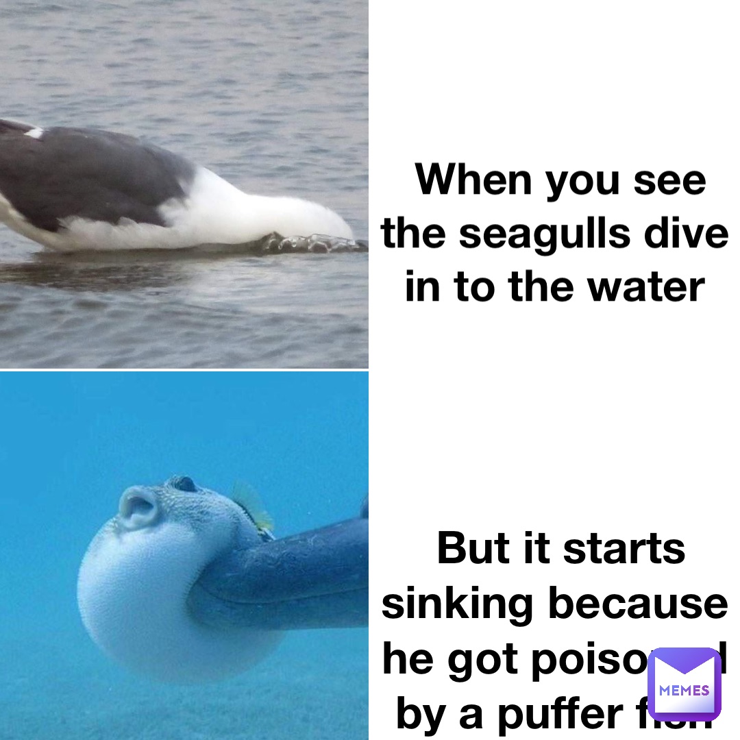 When you see the seagulls dive in to the water But it starts sinking ...