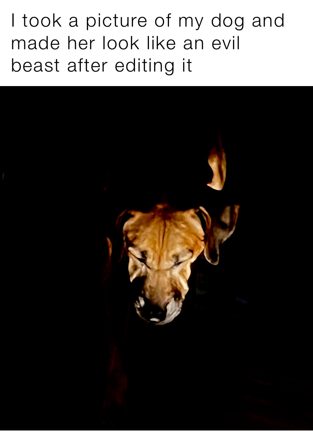 I took a picture of my dog and made her look like an evil beast after ...