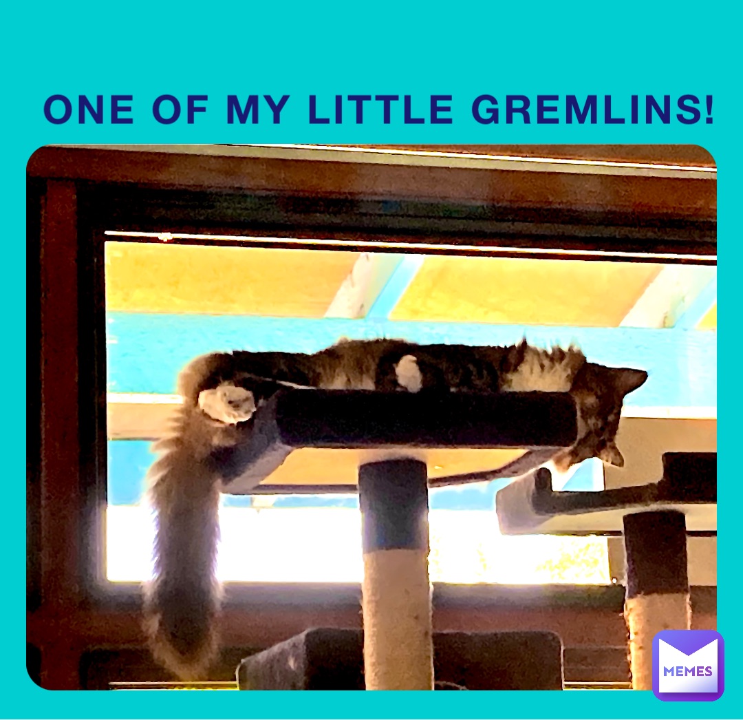 One of my little gremlins! | @onlybeautyinblue | Memes