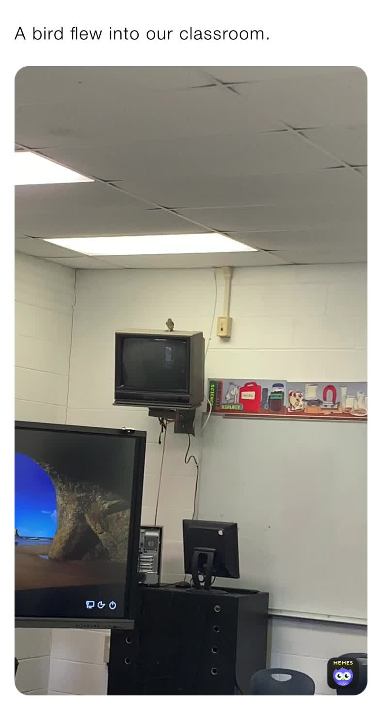 A bird flew into our classroom. | @beansfor_life | Memes