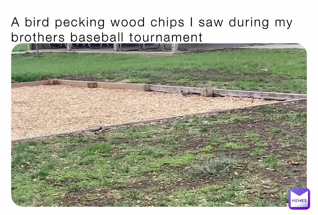A bird pecking wood chips I saw during my brothers baseball tournament ...