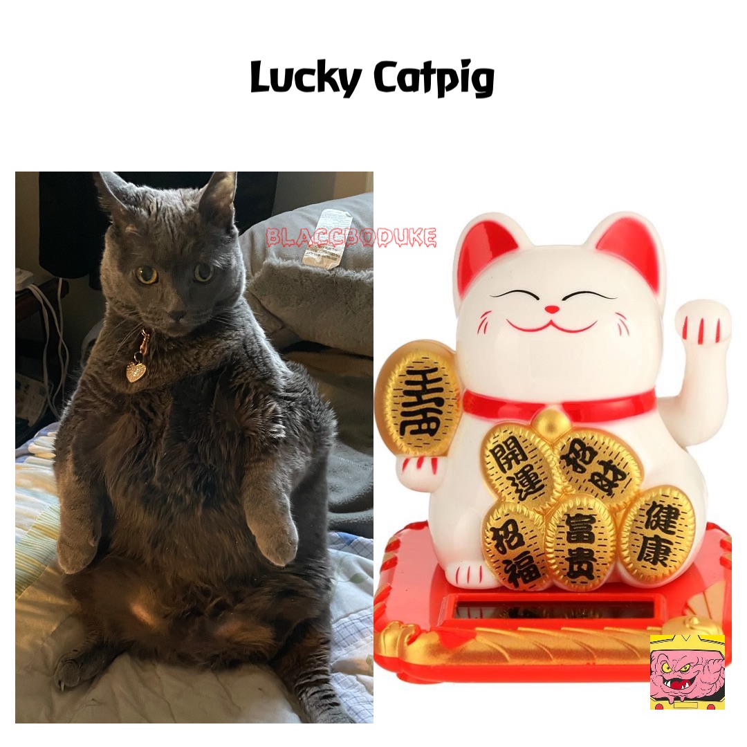 Lucky Catpig | @BlaccBoDuke82 | Memes