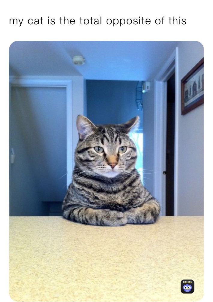 my cat is the total opposite of this | @Carson.S | Memes