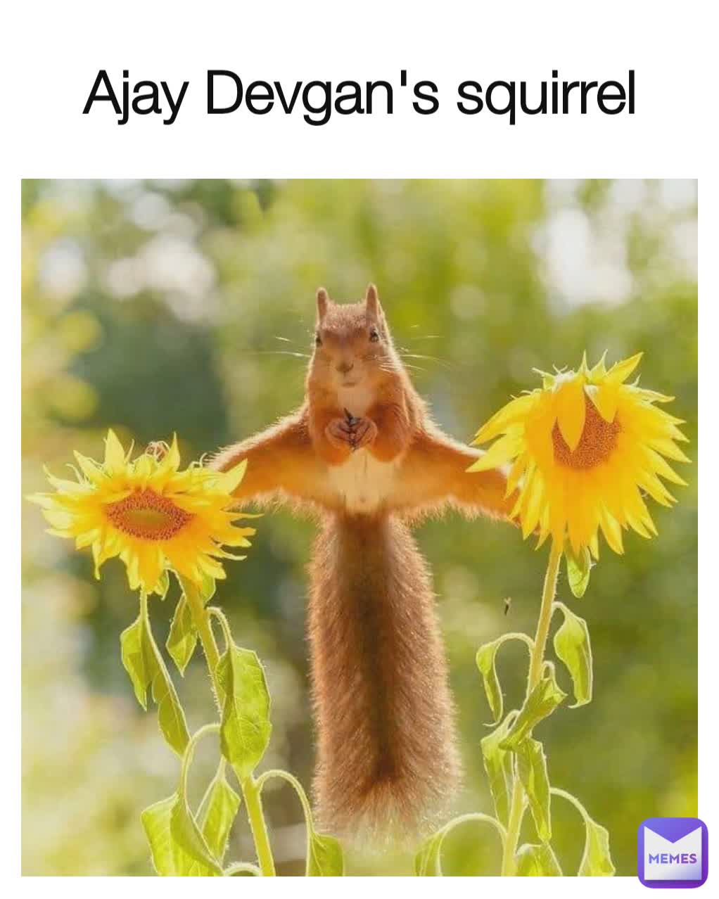 Ajay Devgan's squirrel | @riadsid | Memes