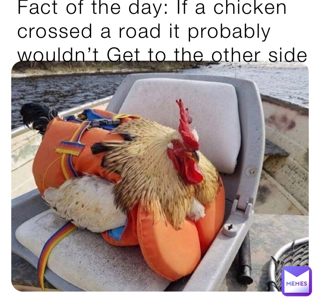 Fact of the day: If a chicken crossed a road it probably wouldn’t Get ...