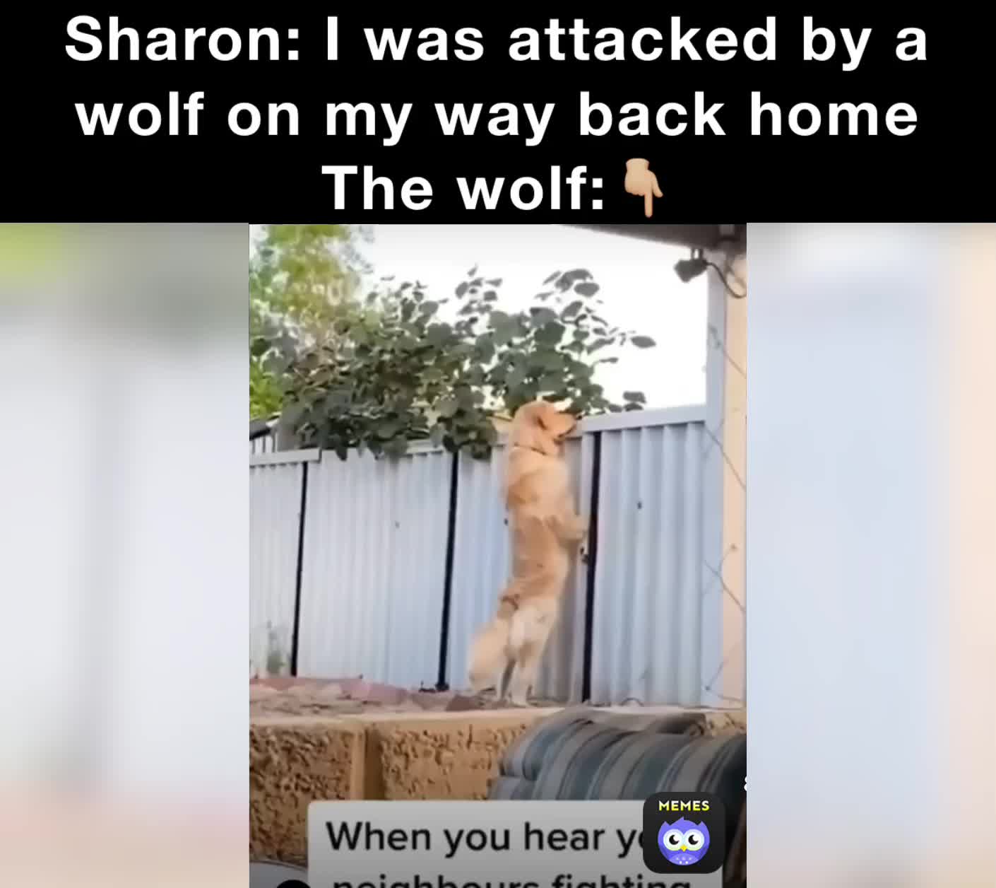 Sharon: I was attacked by a wolf on my way back home The wolf:👇🏼 ...