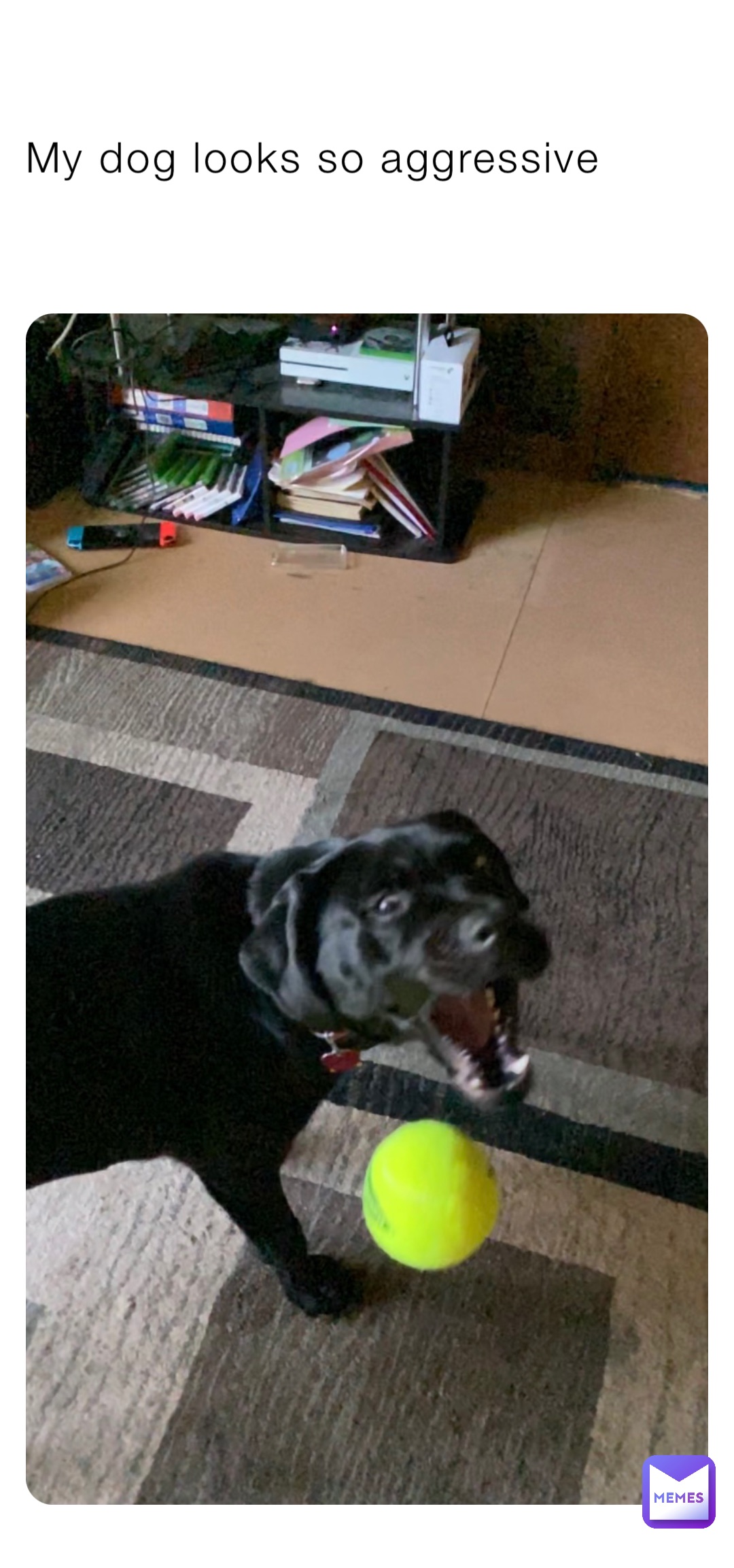 My dog looks so aggressive | @Tonywan | Memes