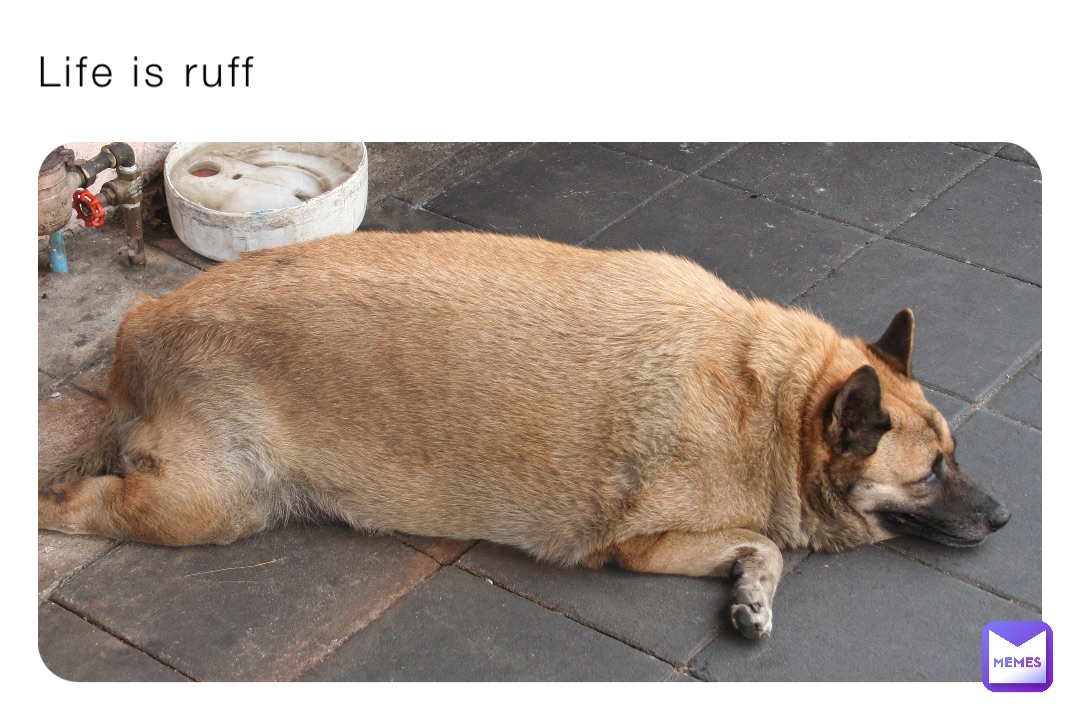 Fat Dog Memes