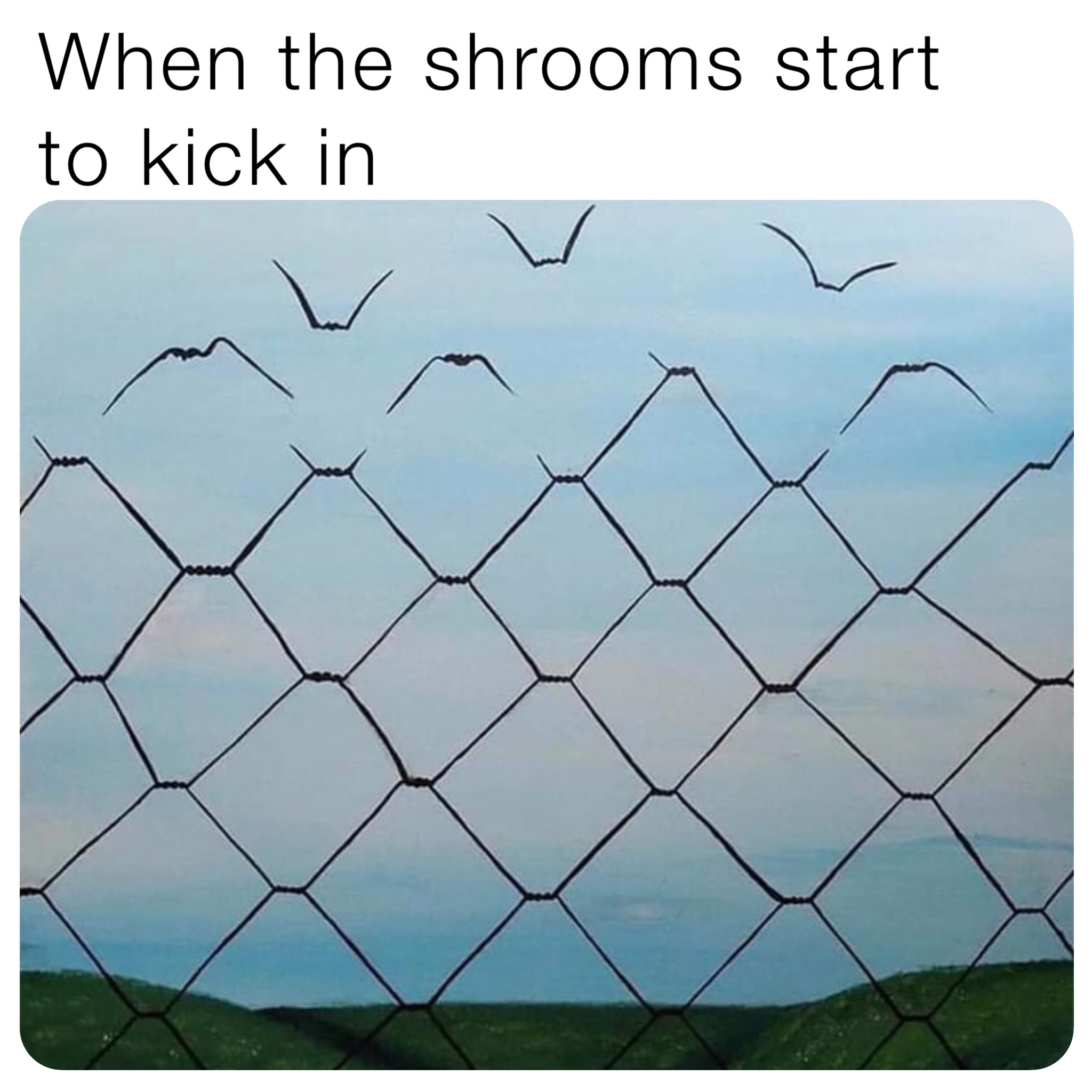 When the shrooms start to kick in | @dondurgan | Memes