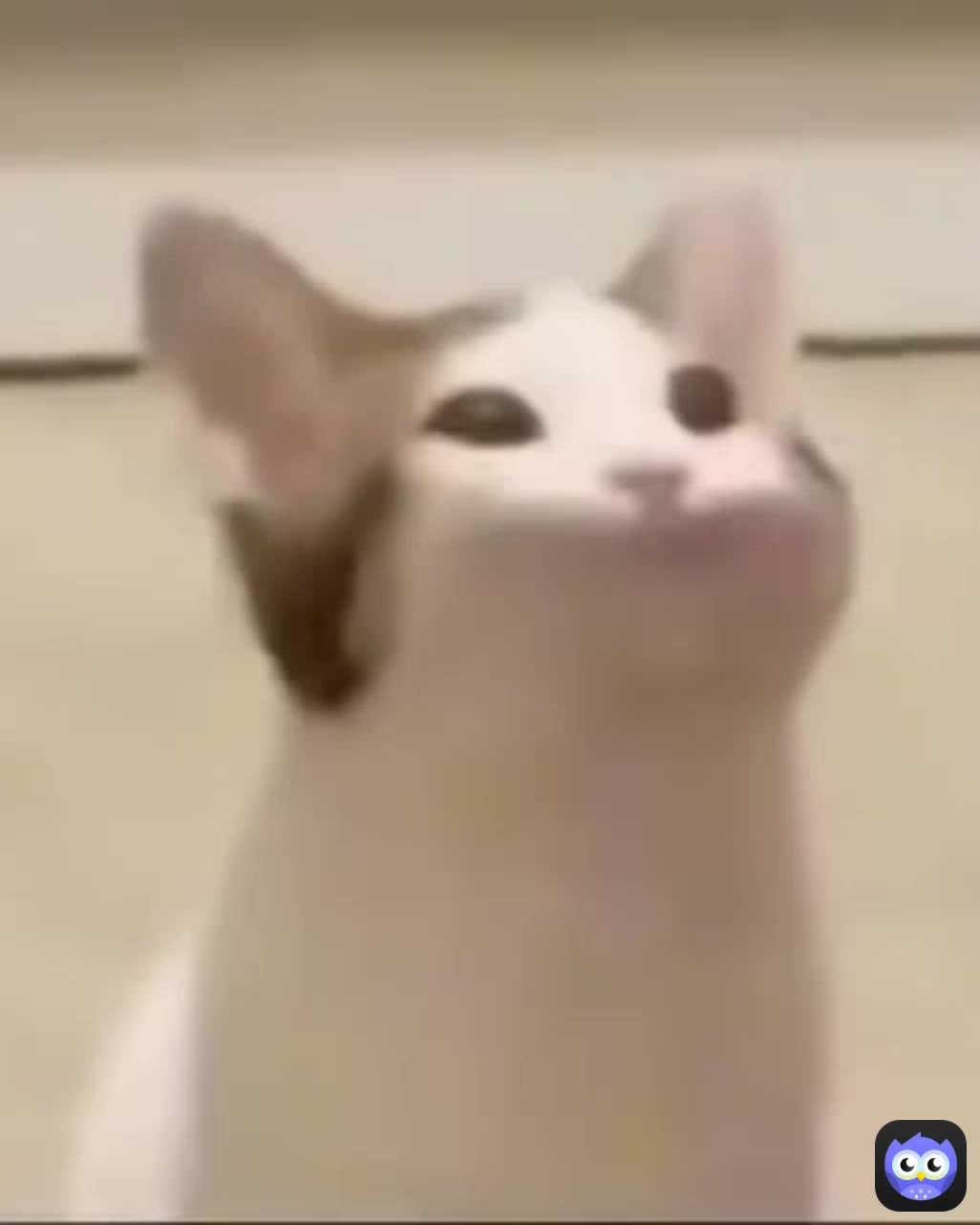 bop cat face reveal | @Joker_Idiot | Memes