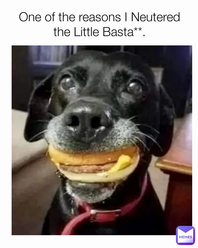 One of the reasons I Neutered the Little Basta**. | @Curmudgeon | Memes