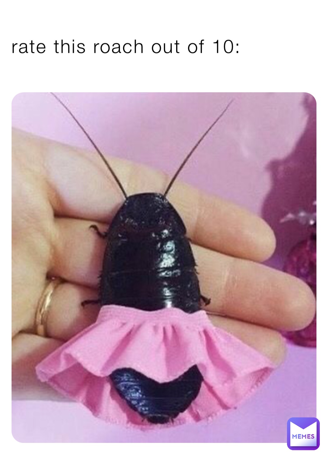 rate this roach out of 10: | @dead_unicorn | Memes