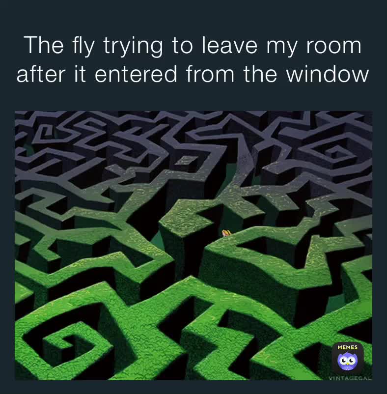 The fly trying to leave my room after it entered from the window ...