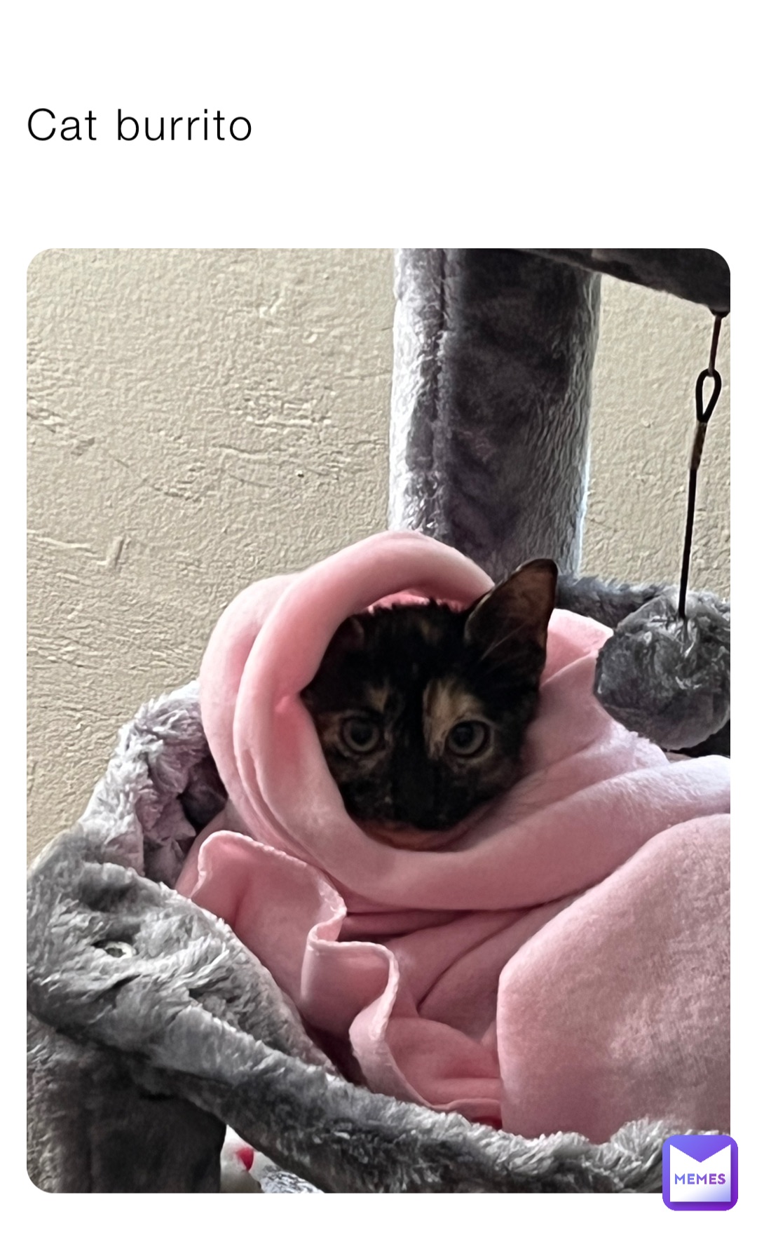 Cat burrito | @Ale_idkwgn | Memes