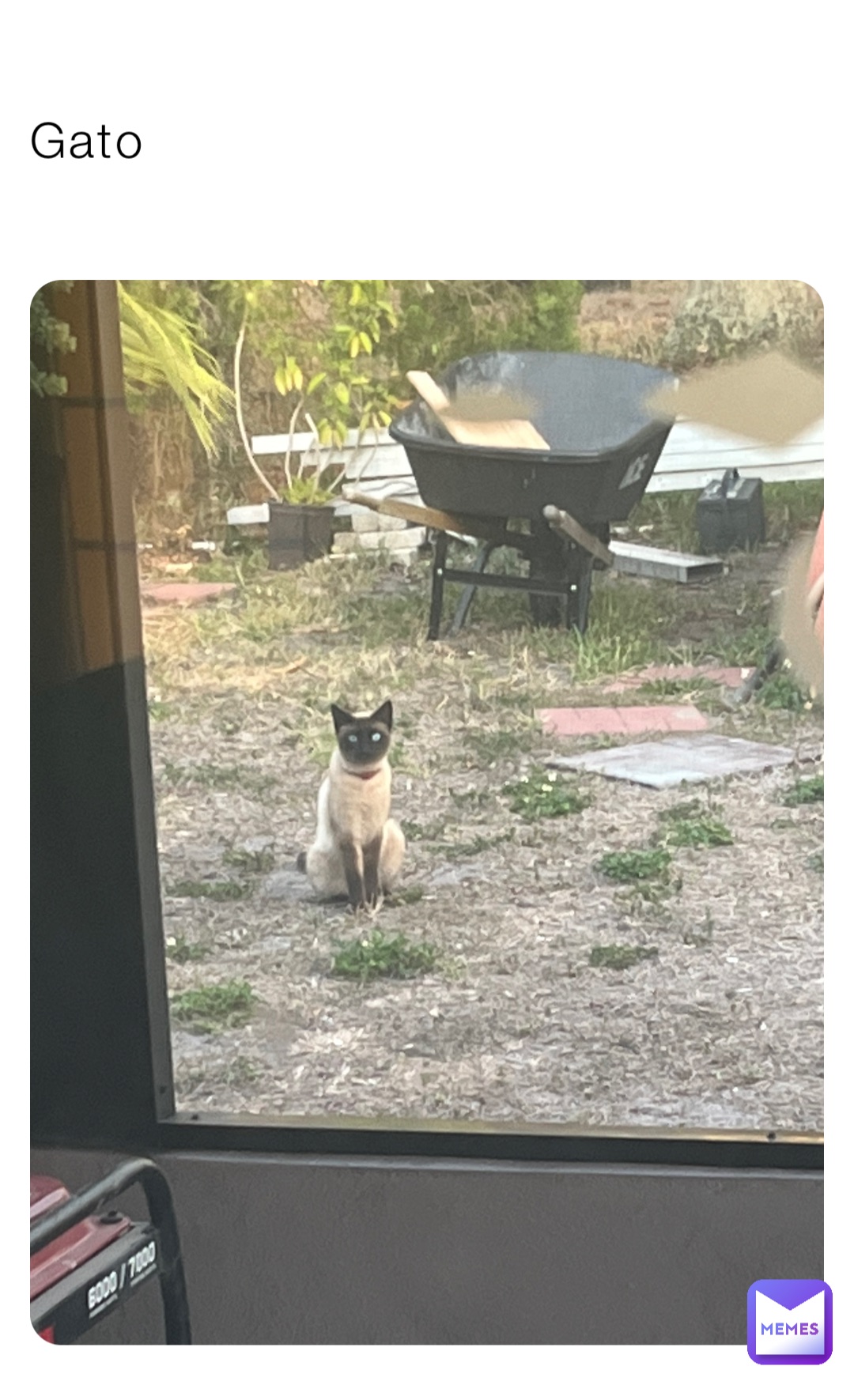 Gato | @Ale_idkwgn | Memes