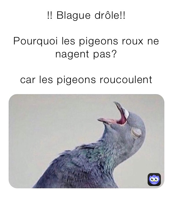 !! Blague drôle!! Pourquoi les pigeons roux ne nagent pas? car les ...