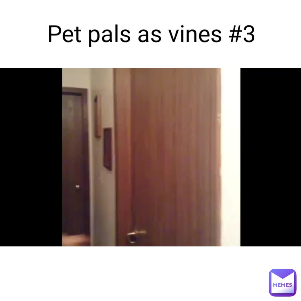 Pet pals as vines #3 | @Petrastarcat | Memes