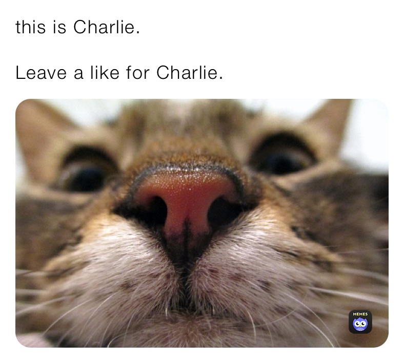 this is Charlie. Leave a like for Charlie. | @will-perry | Memes