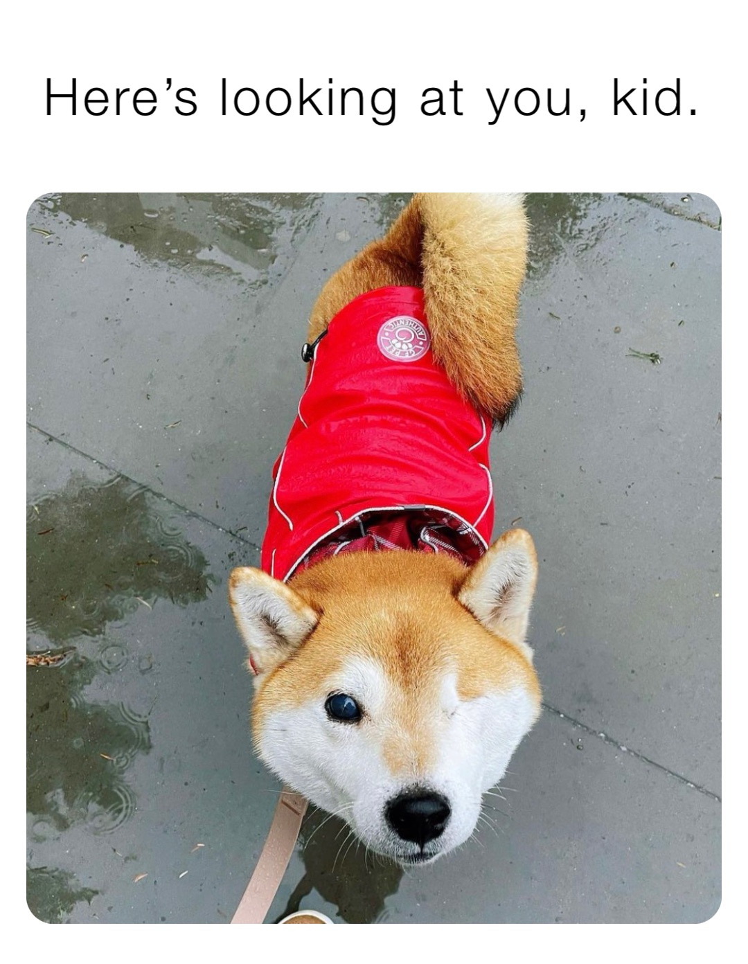 Here’s looking at you, kid. | @lingkwao | Memes