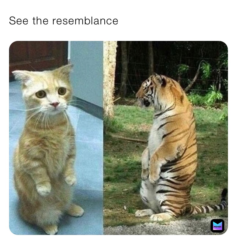 See the resemblance | @as18 | Memes